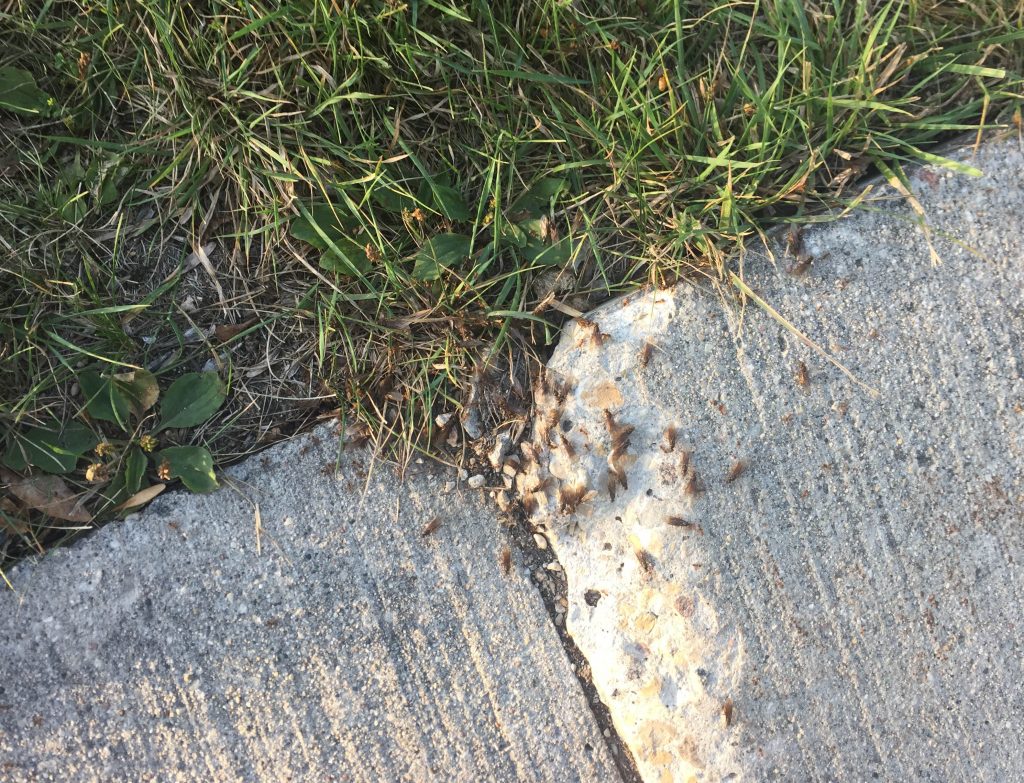 Pest Spotlight: Ant Swarmers - Poulin's Pest Control