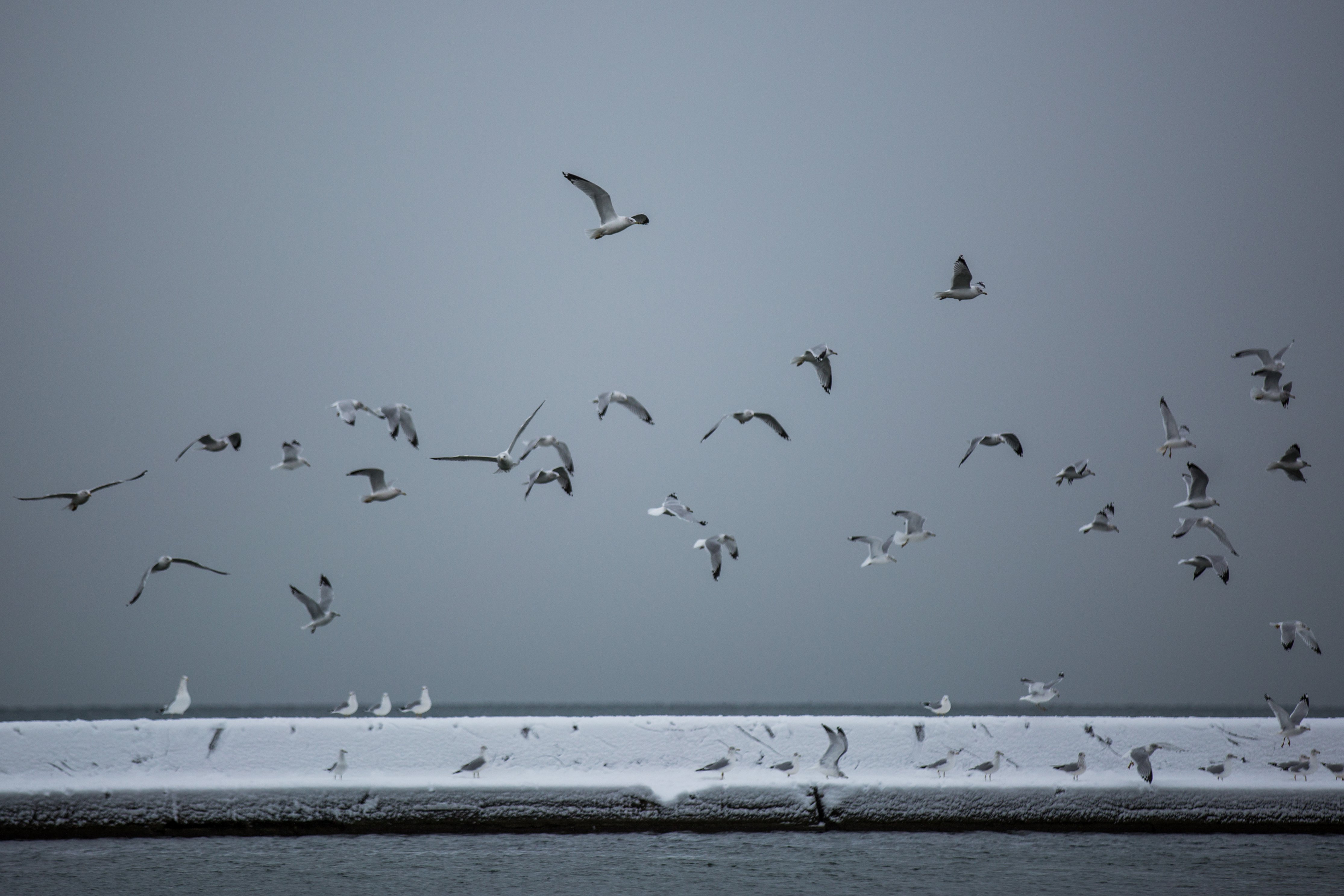 Pigeons, Seagulls, And The Manitoba Interlake - Poulin's Pest Control