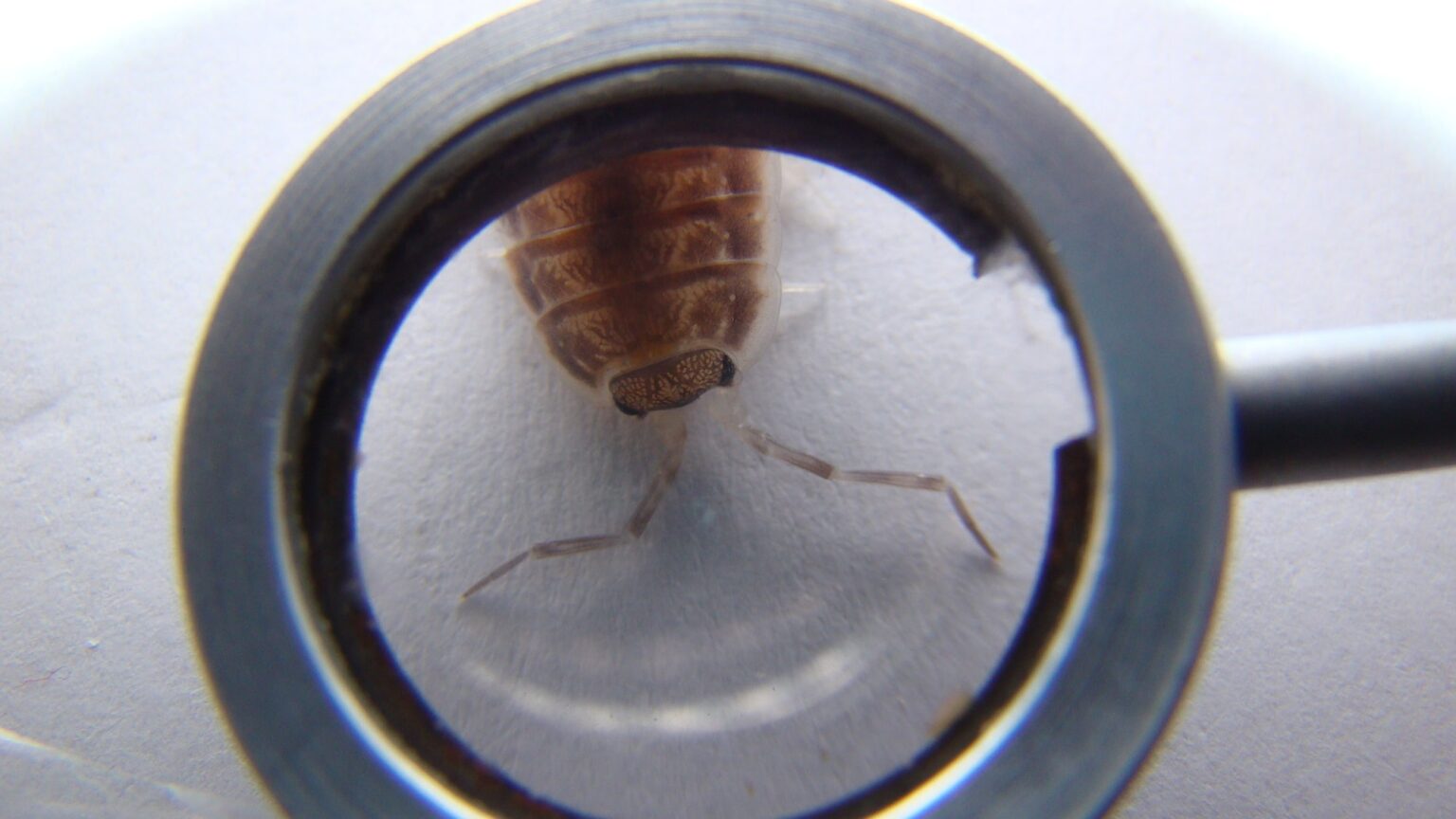 How to get rid of sowbugs in your house - Poulin's Pest Control