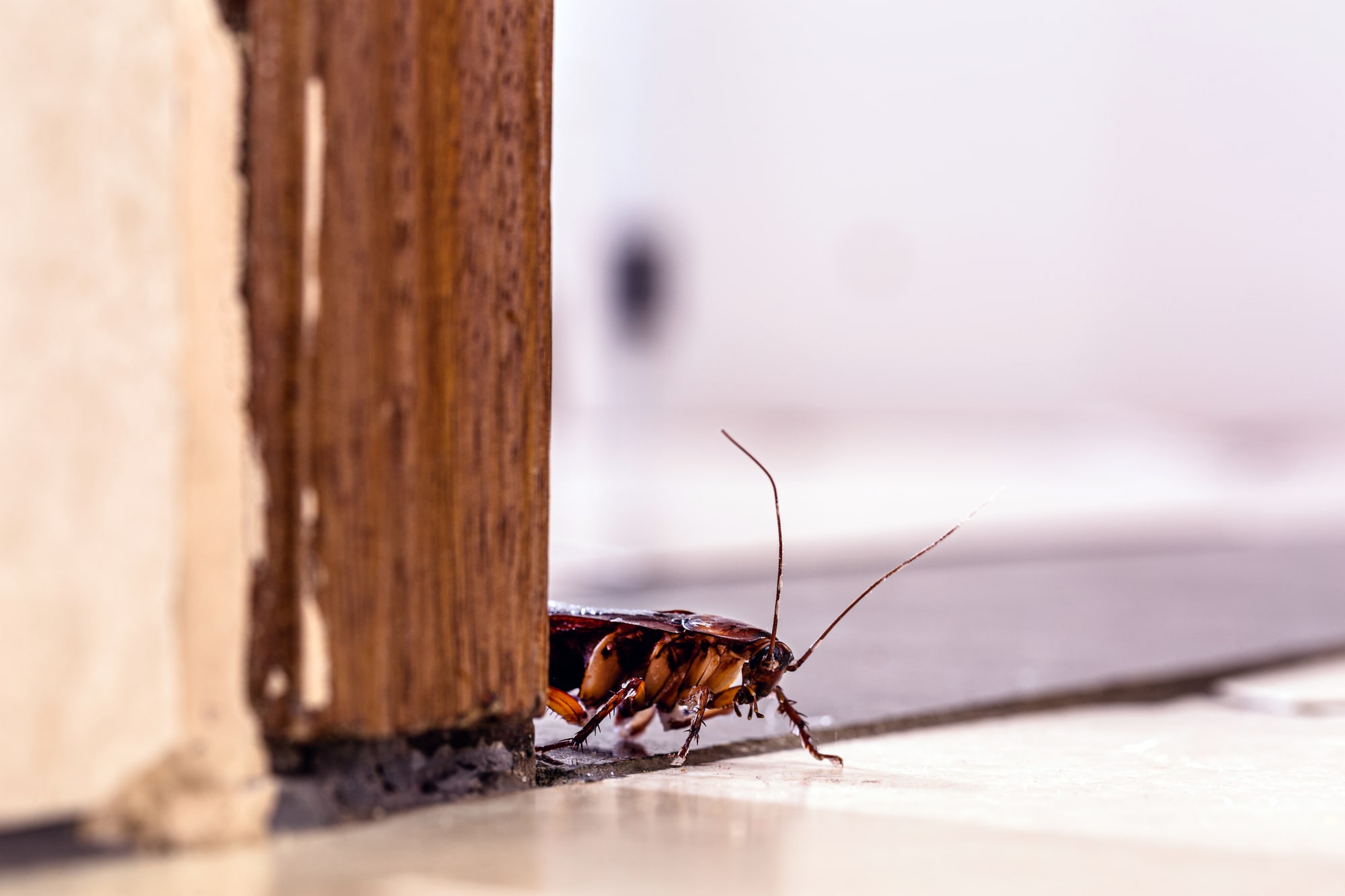 Can you spot a cockroach at any age? - Poulin's Pest Control