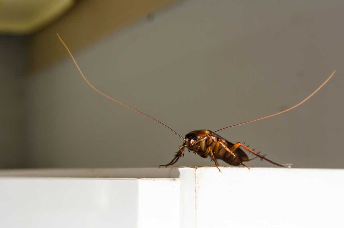 Six places cockroaches like to hide - Poulin's Pest Control