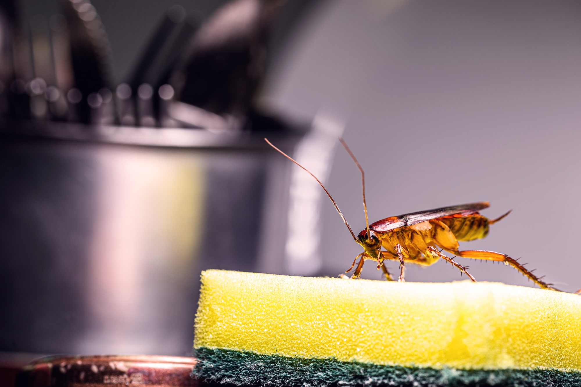 Pest Control Services in Western Canada | Poulin's Pest Control