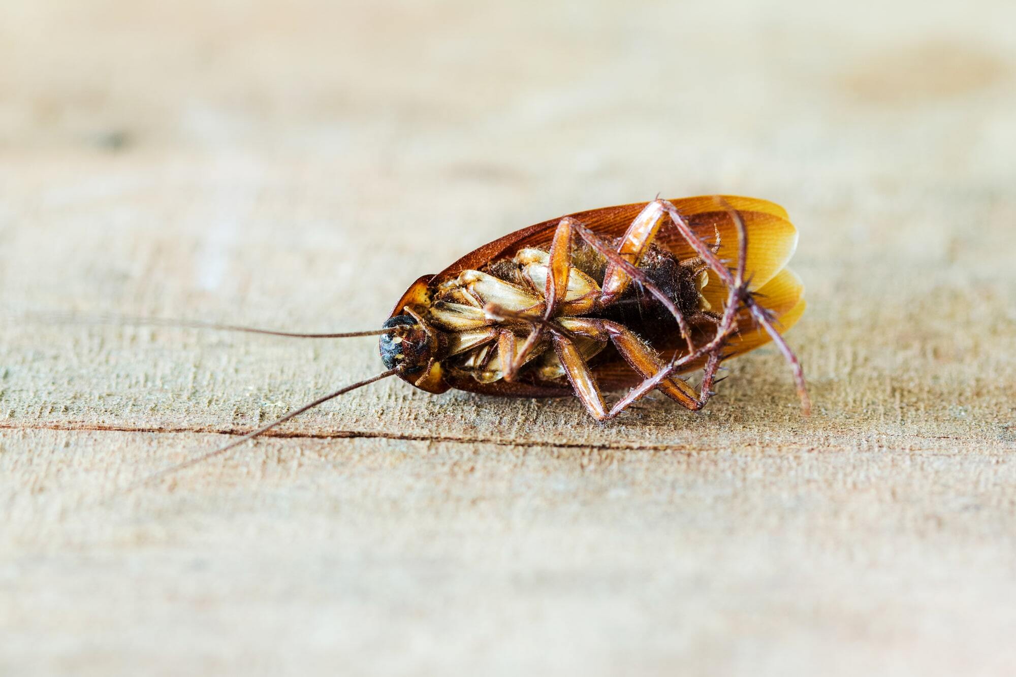 Cockroach extermination: Alternative pest control methods - Poulin's ...