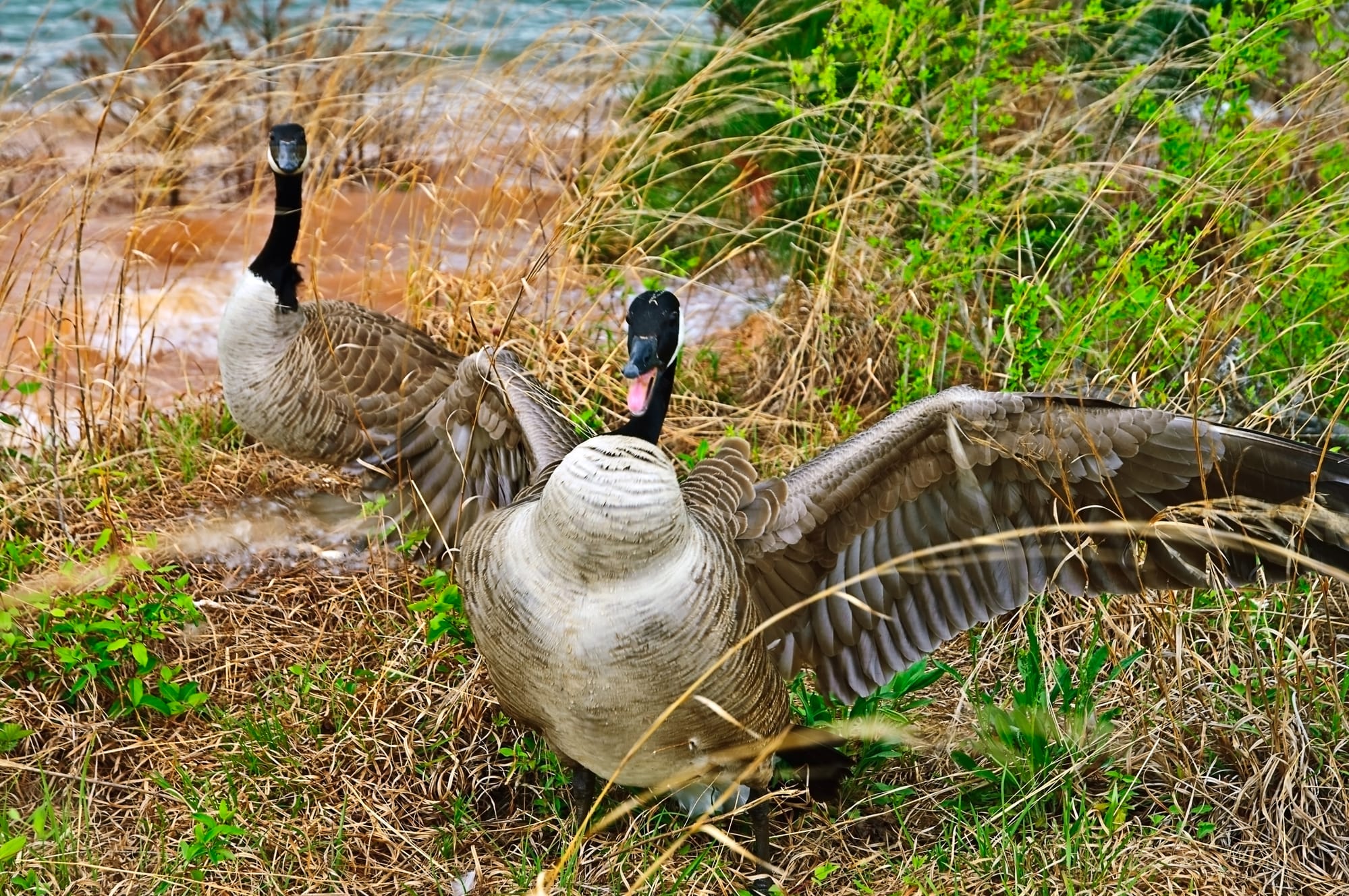 Father Knows Best: Implementing Canada Geese Pest Control Measures for ...