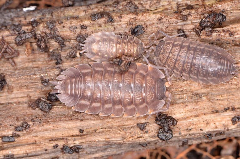 Sowbug Prevention 101: Tips for Keeping Your Home Sowbug-Free