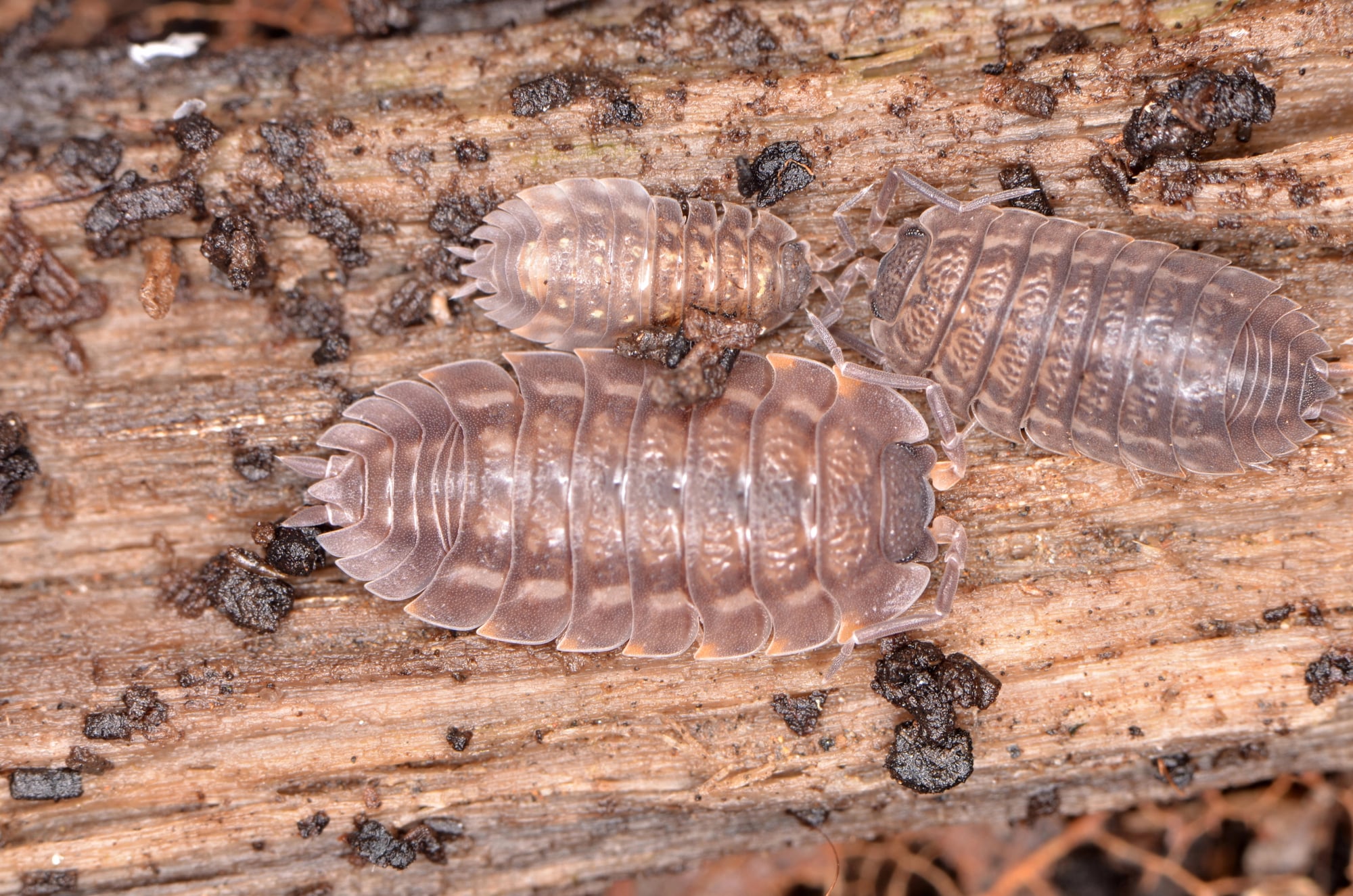 Sowbug Prevention 101: Tips for Keeping Your Home Sowbug-Free